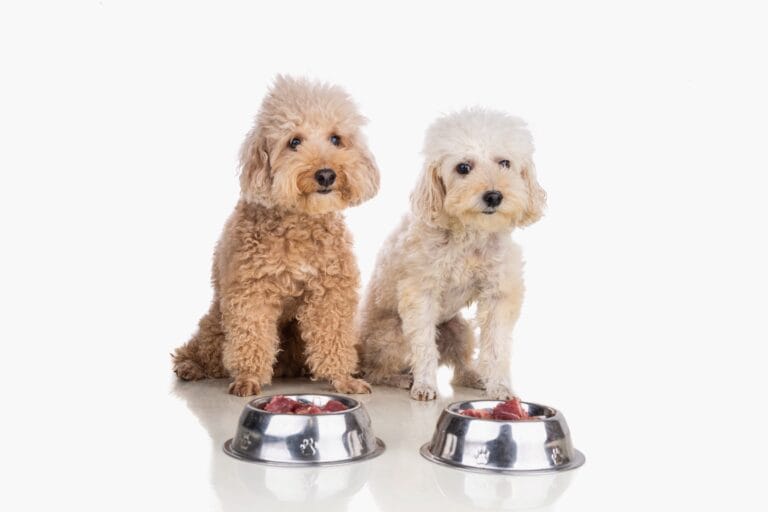 How Much to Feed a Poodle (Feeding Chart & Guide)