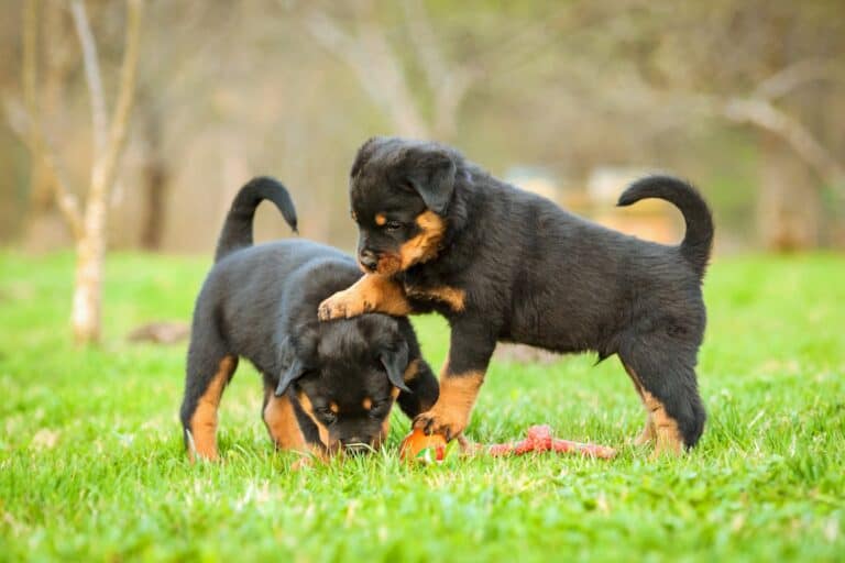 How Much to Feed a Rottweiler (Feeding Chart & Guide)