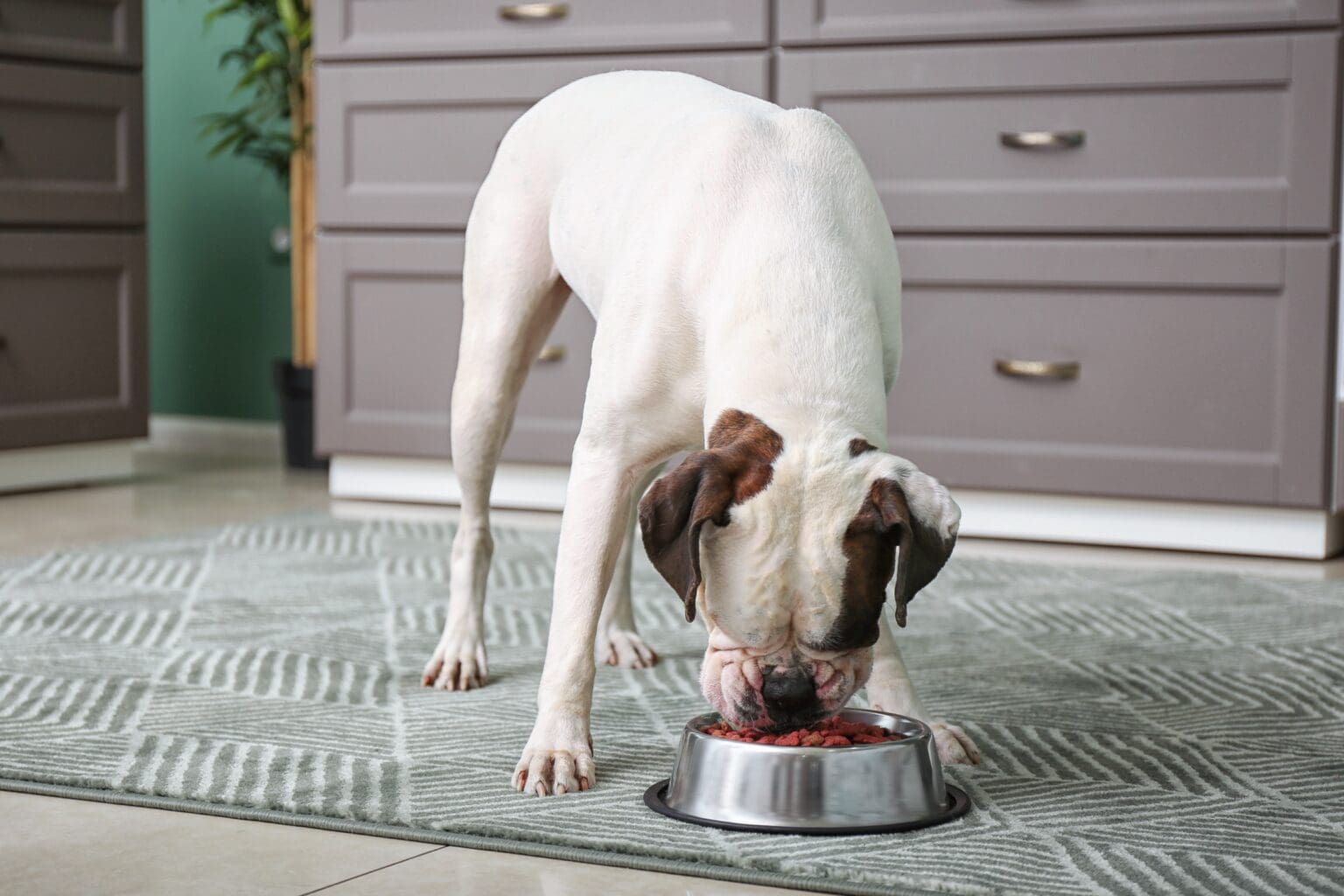 How Much to Feed a Boxer Dog (Feeding Chart)