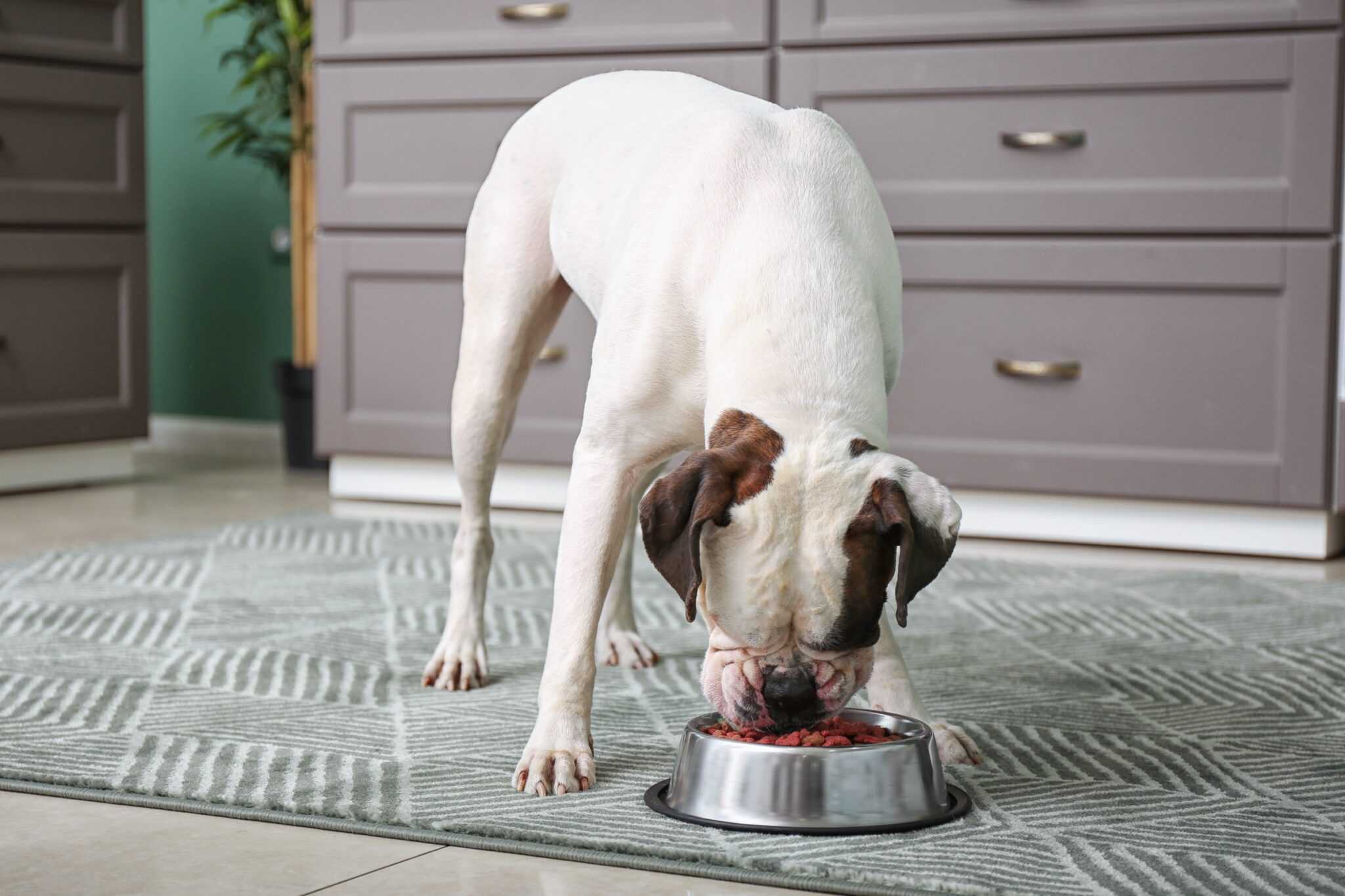 How Much to Feed a Boxer Dog (Feeding Chart)