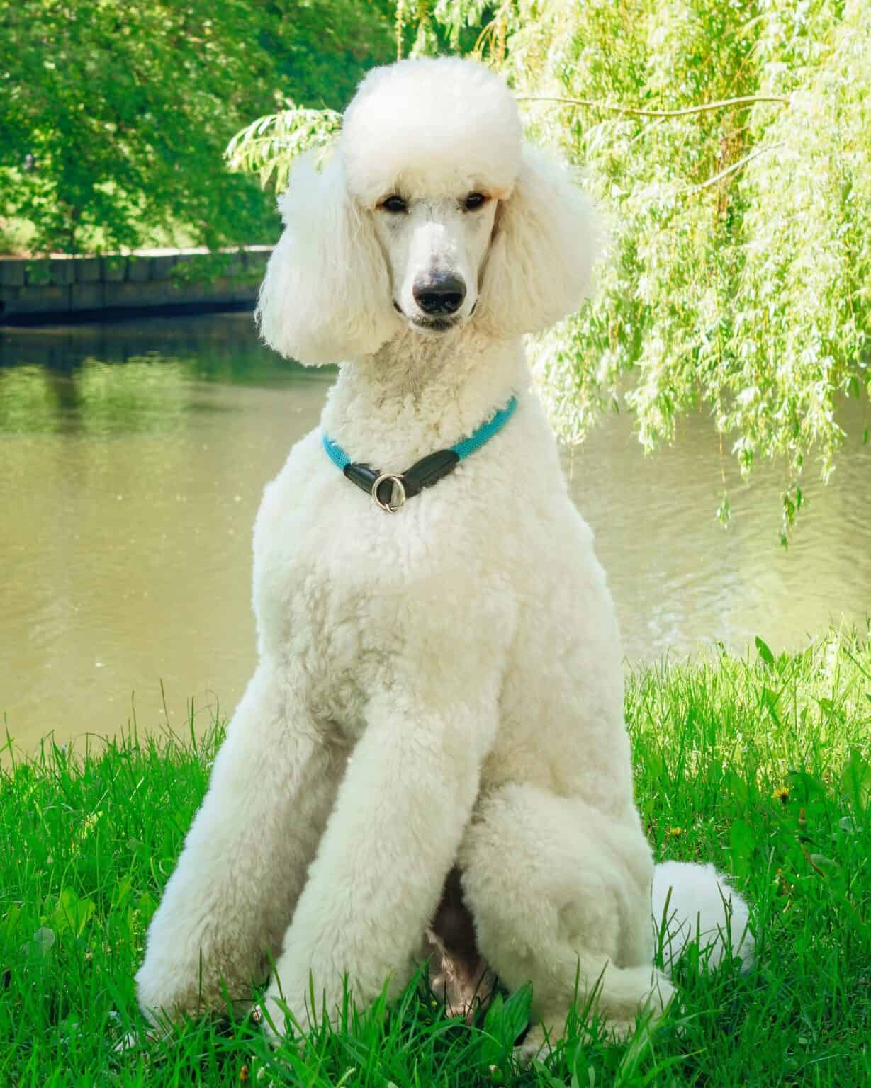 35 Poodle Colors & Markings Explained! - Happy Dog Breeds