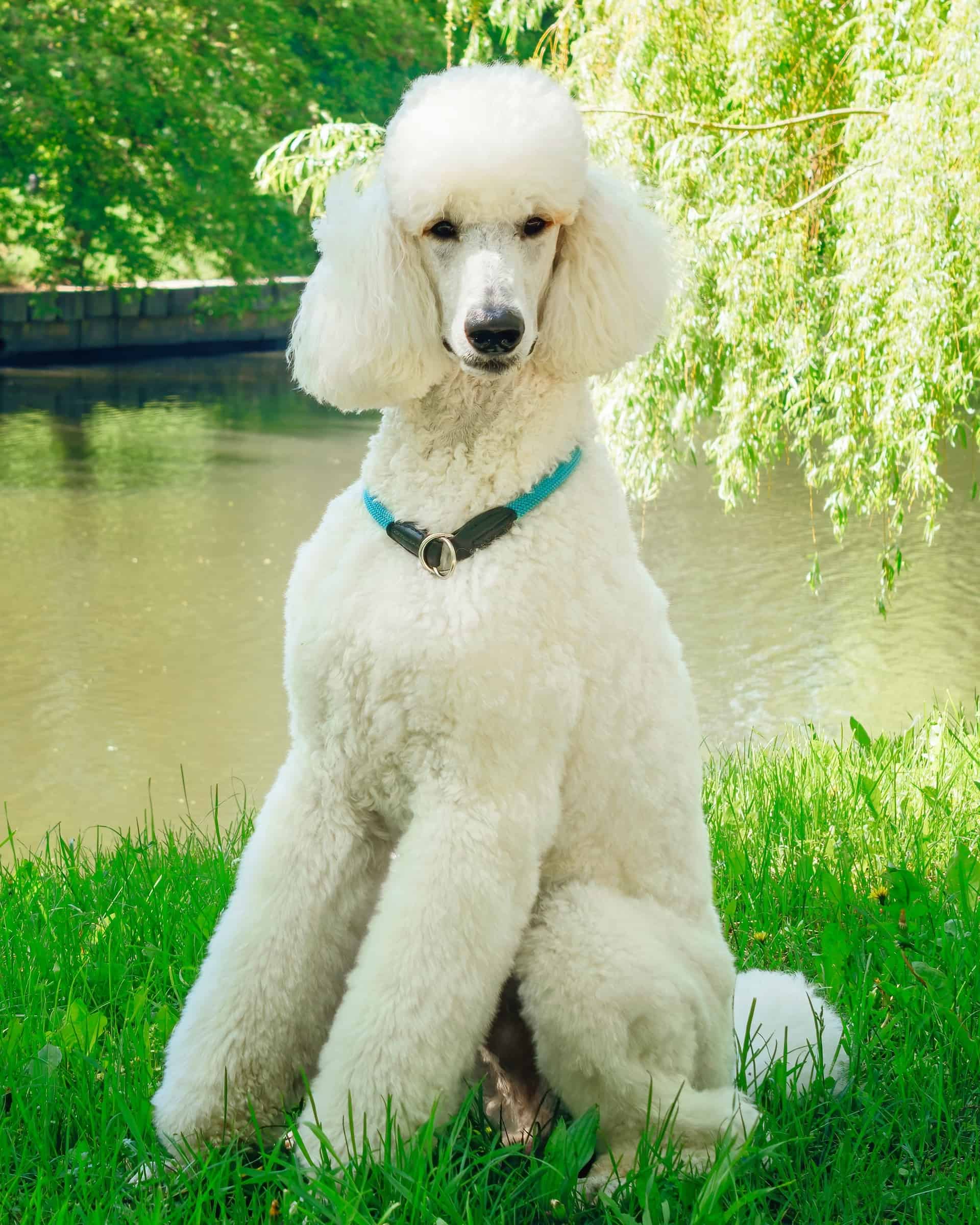 35 Poodle Colors & Markings Explained! - Happy Dog Breeds