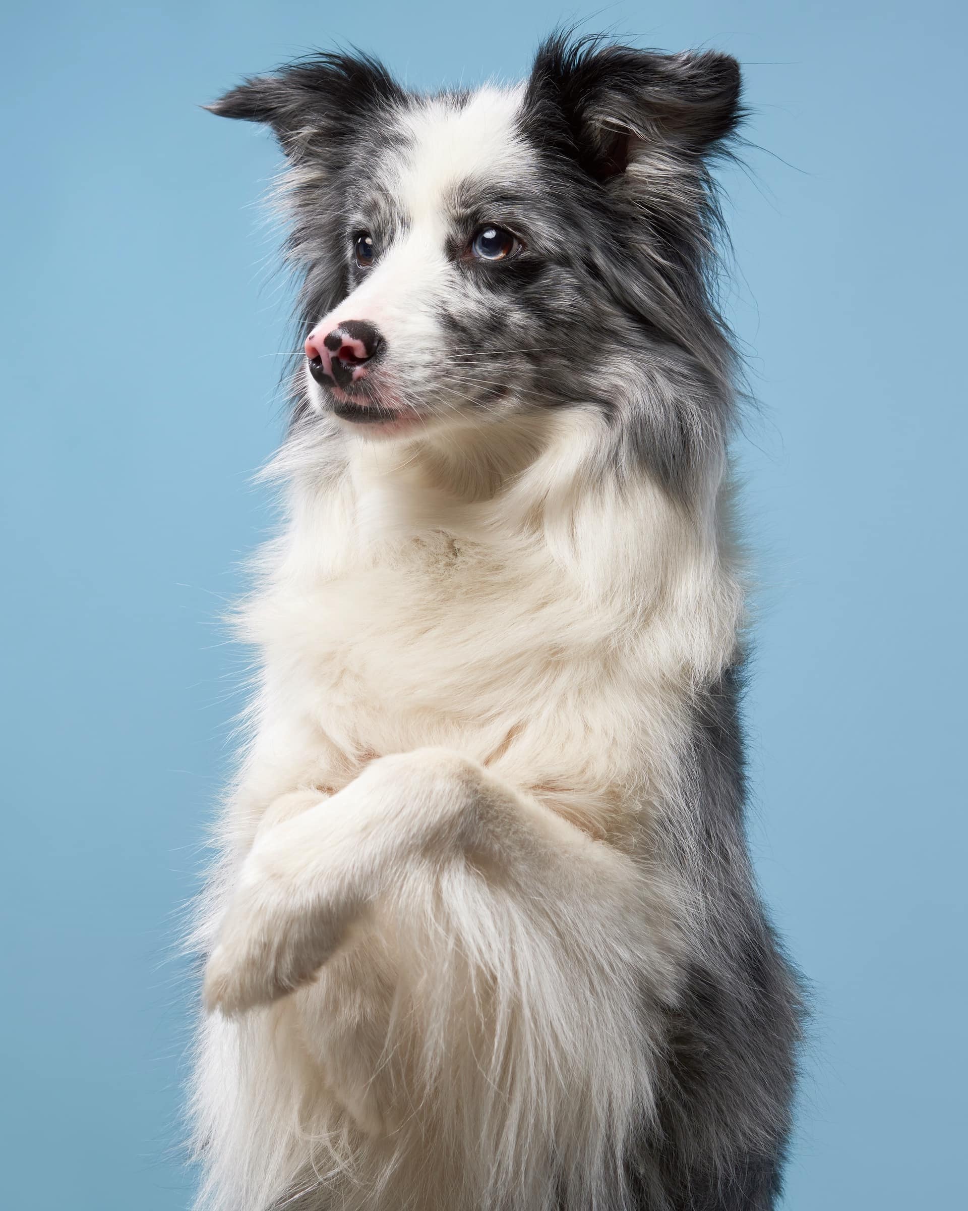 20 Border Collie Colors & Markings Explained!