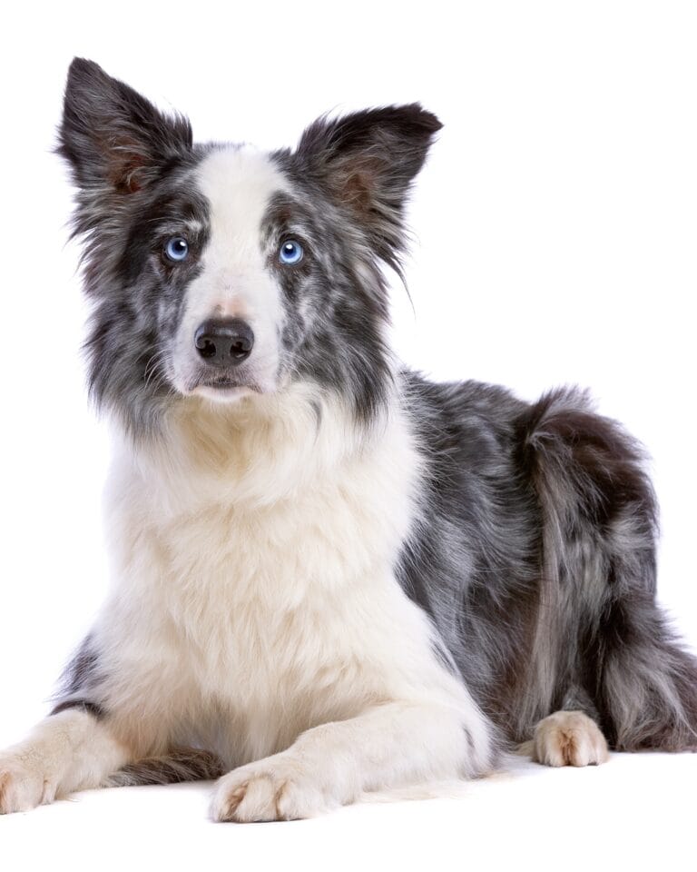 20 Border Collie Colors & Markings Explained!