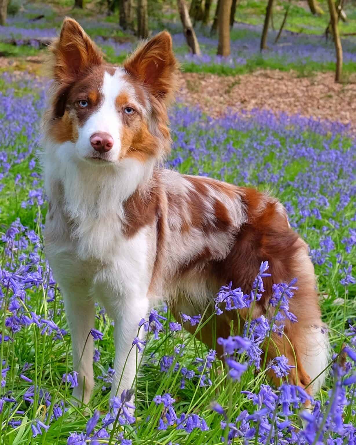 20 Border Collie Colors & Markings Explained!