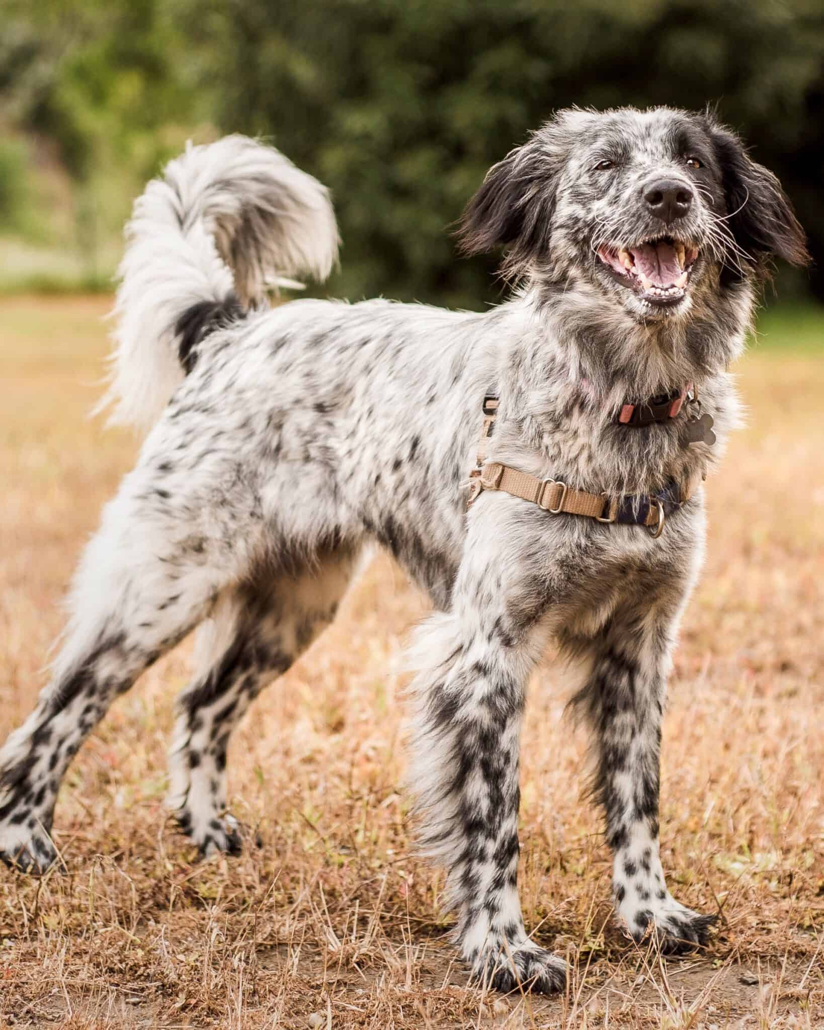 20 Border Collie Colors & Markings Explained!