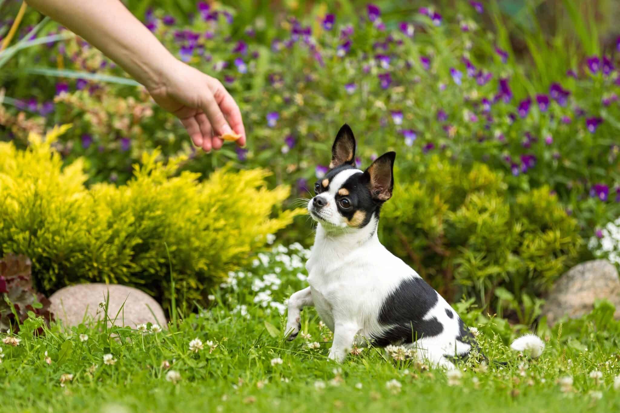 How Much to Feed a Chihuahua (Feeding Chart)