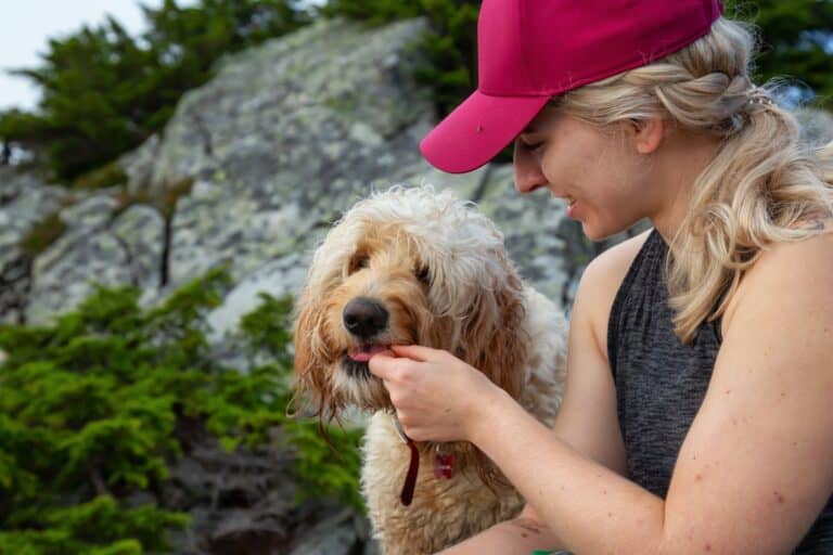 How Much to Feed a Goldendoodle (Feeding Chart)