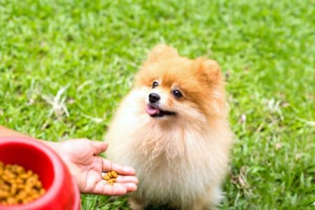 How Much to Feed a Pomeranian (Feeding Chart & Guide)