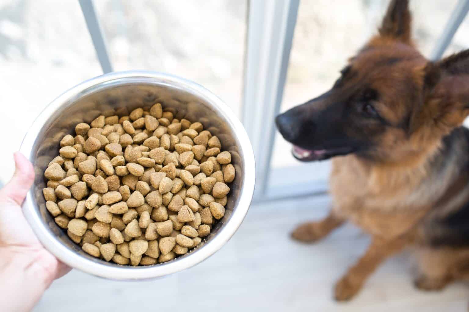 How Much to Feed a German Shepherd (Feeding Chart)