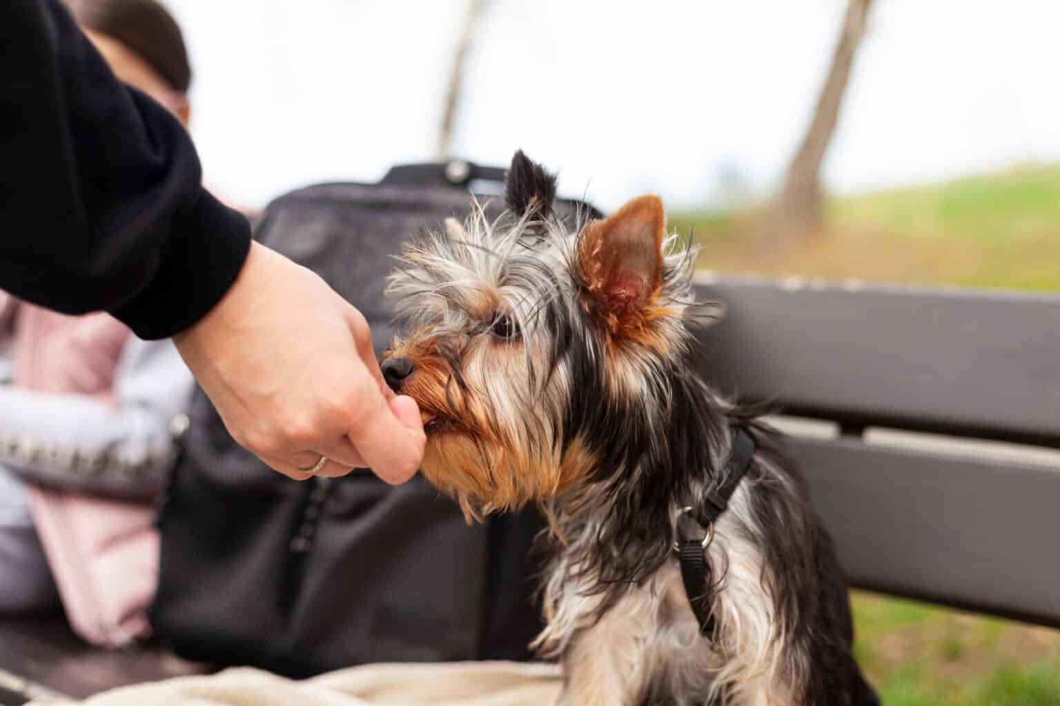 How Much to Feed a Yorkshire Terrier (Feeding Chart)