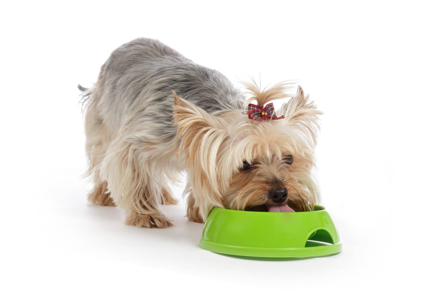 How Much to Feed a Yorkshire Terrier (Feeding Chart)