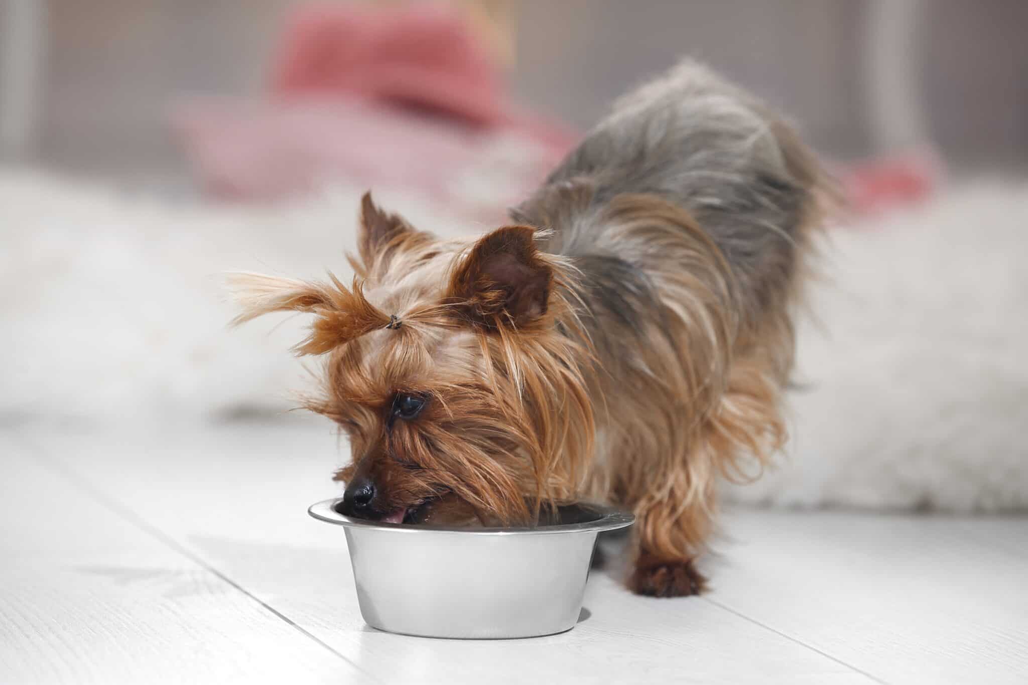 How Much to Feed a Yorkshire Terrier (Feeding Chart)