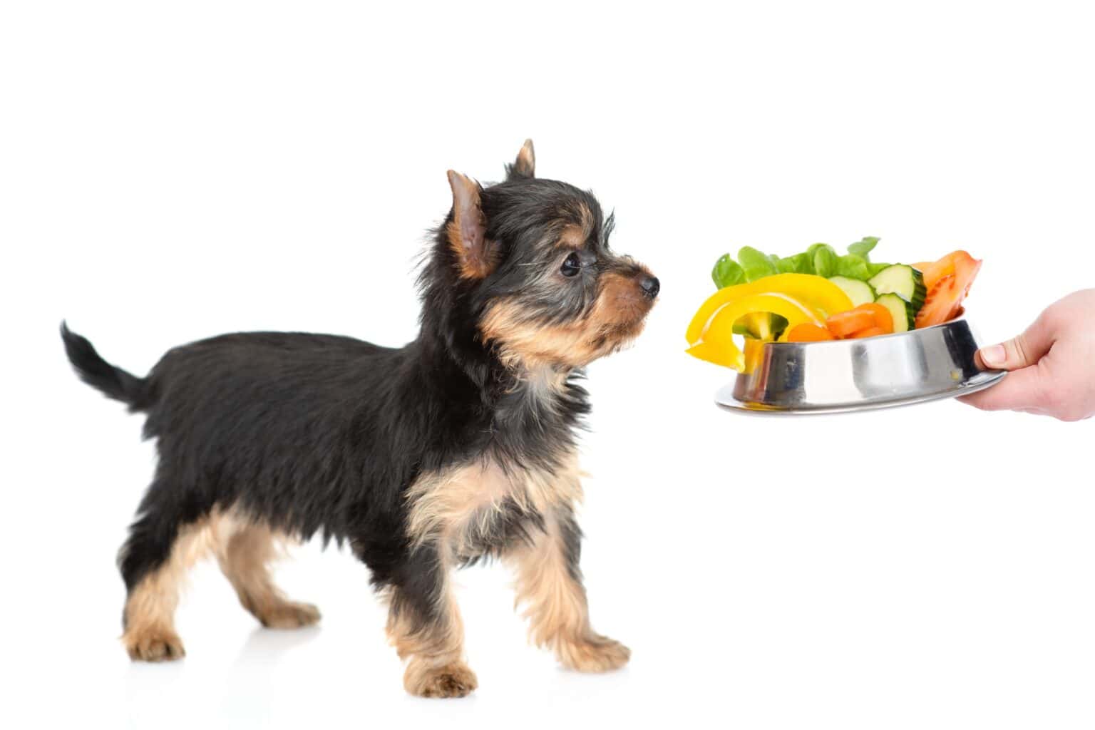 How Much to Feed a Yorkshire Terrier (Feeding Chart)