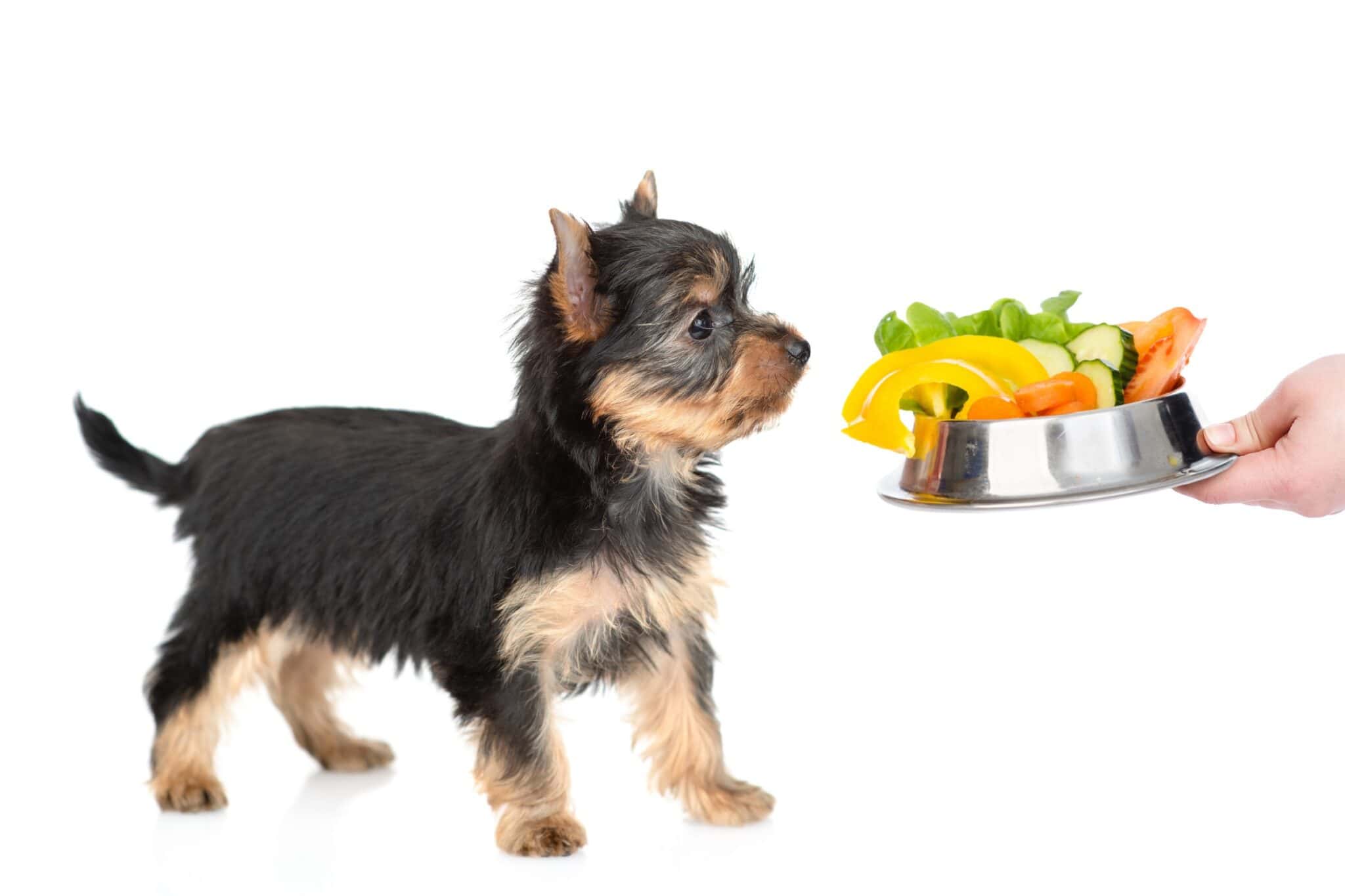 How Much to Feed a Yorkshire Terrier (Feeding Chart)