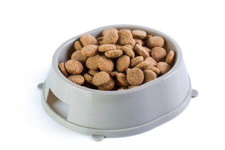 How Much to Feed a Cavapoo (Feeding Chart & Guide)