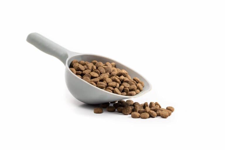 How Much to Feed a Labradoodle (Feeding Chart & Guide)