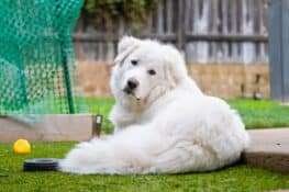How Much to Feed a Great Pyrenees (Feeding Chart & Guide)