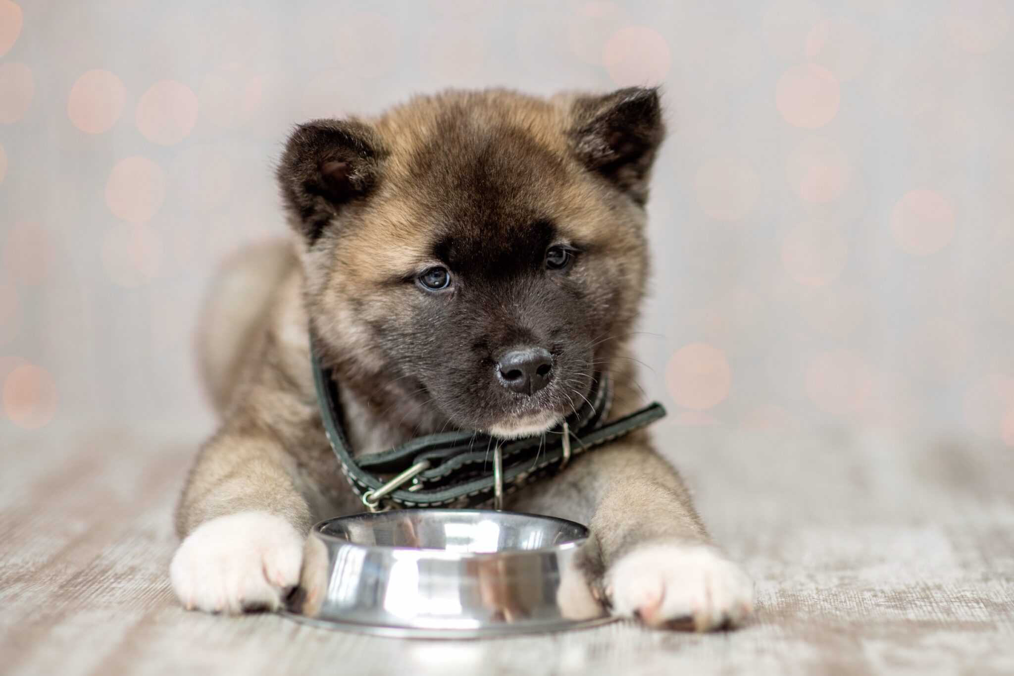 How Much to Feed an Akita (Feeding Chart & Guide)