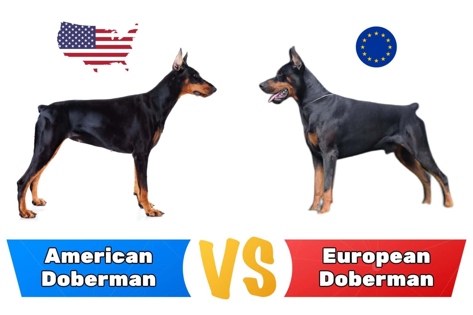 American vs. European Doberman: A Complete Guide