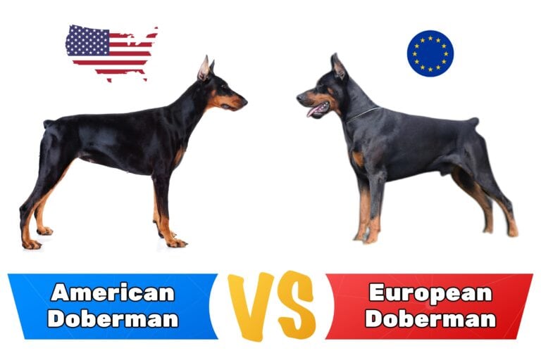 American vs. European Doberman: A Complete Guide