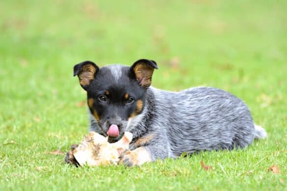 How Much to Feed a Blue Heeler (Feeding Chart & Guide)