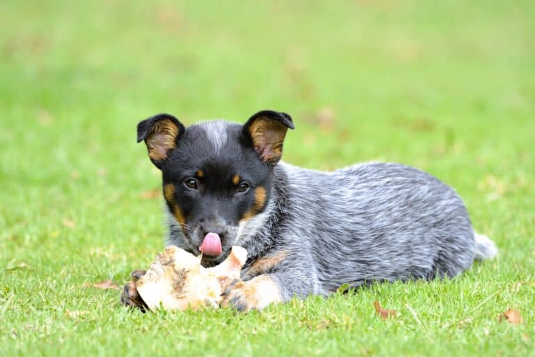 How Much to Feed a Blue Heeler (Feeding Chart & Guide)