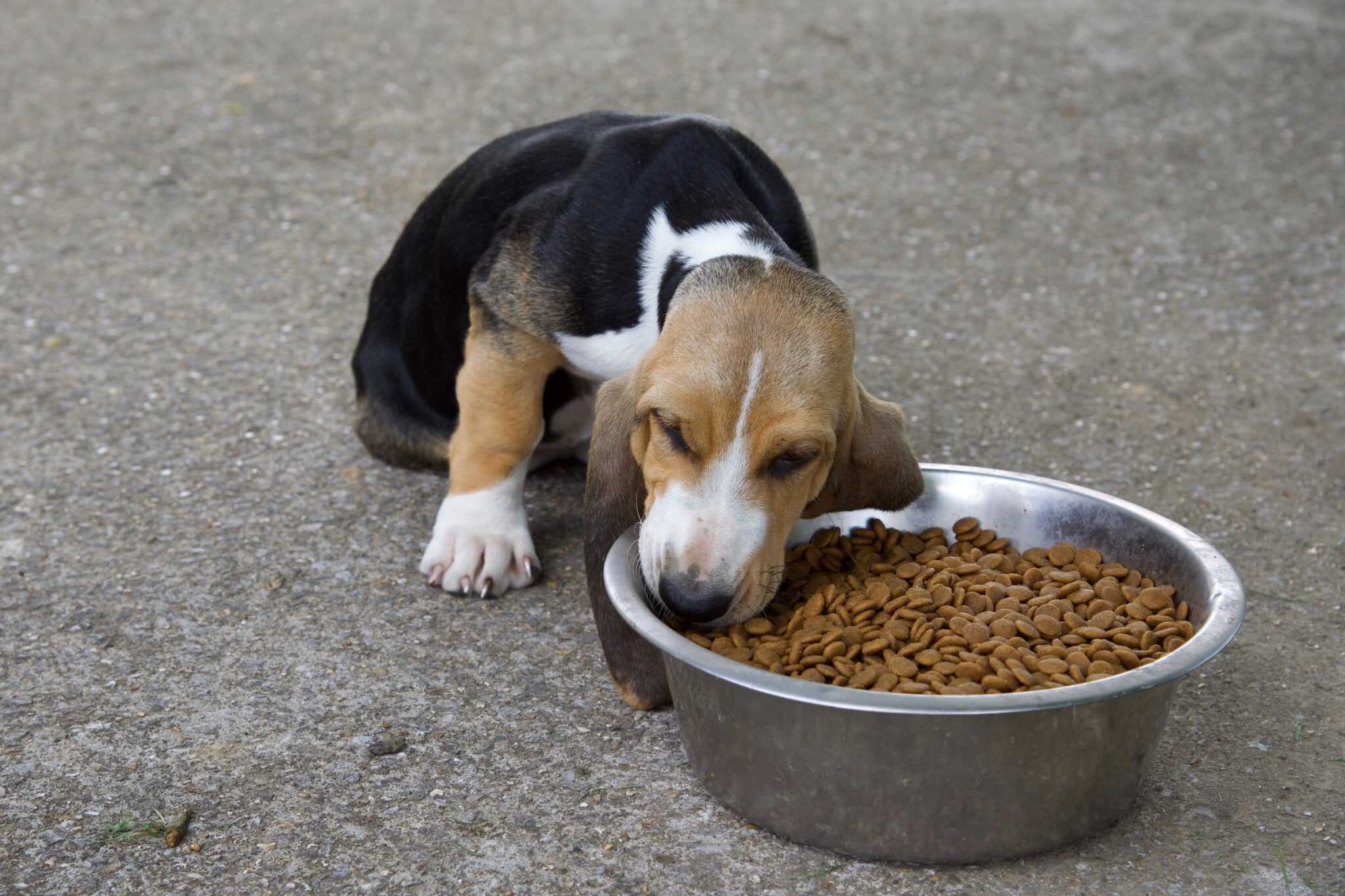 How Much to Feed a Basset Hound (Feeding Chart & Guide)