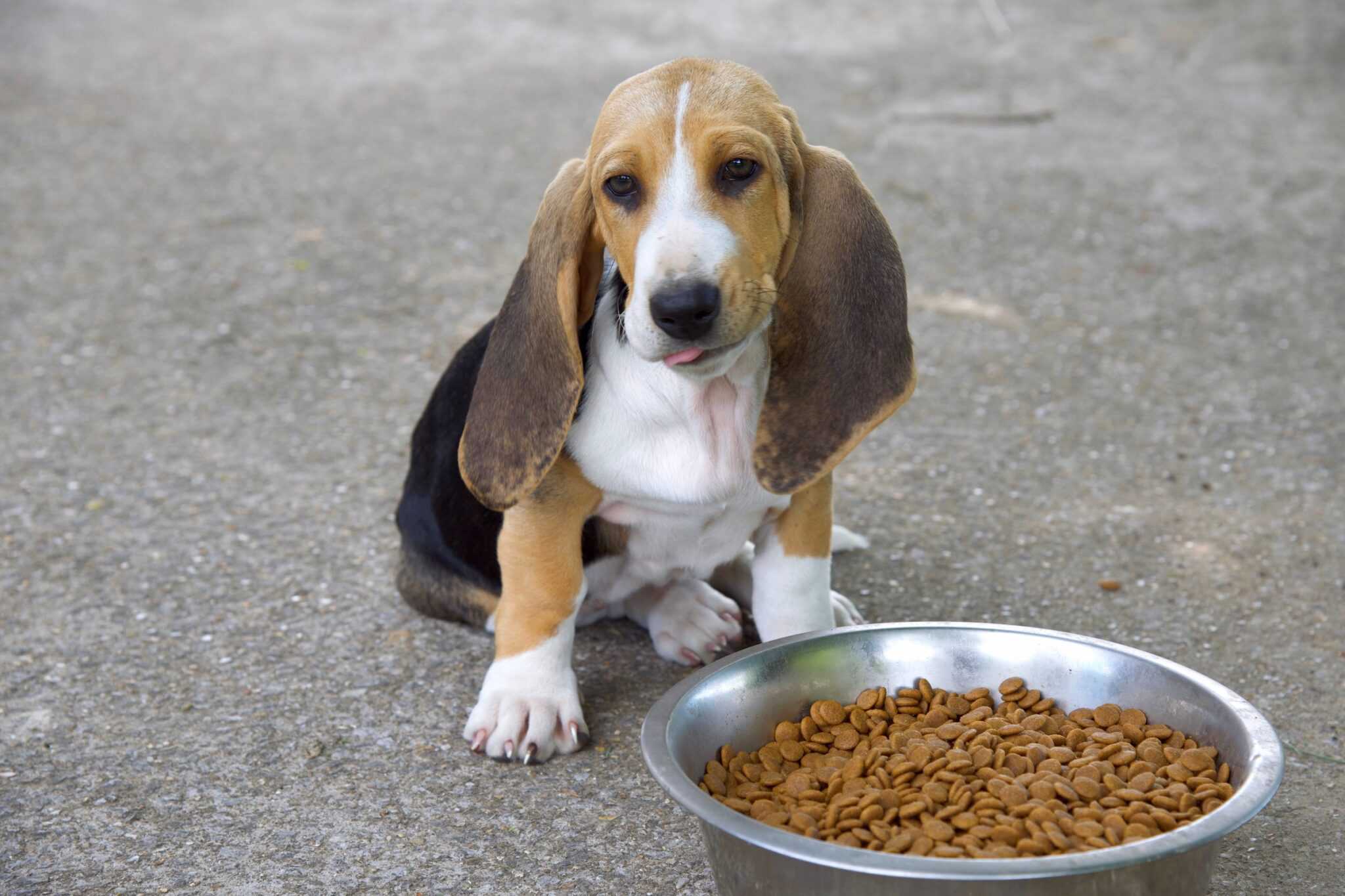 How Much to Feed a Basset Hound (Feeding Chart & Guide)