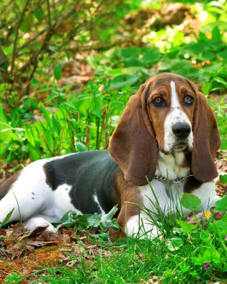 25 Basset Hound Colors & Markings (With Pictures)