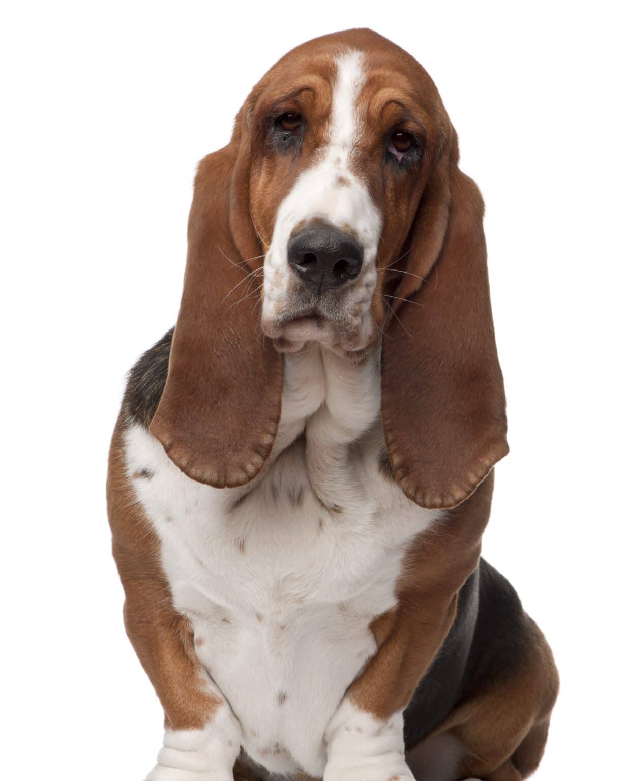 25 Basset Hound Colors & Markings (With Pictures)