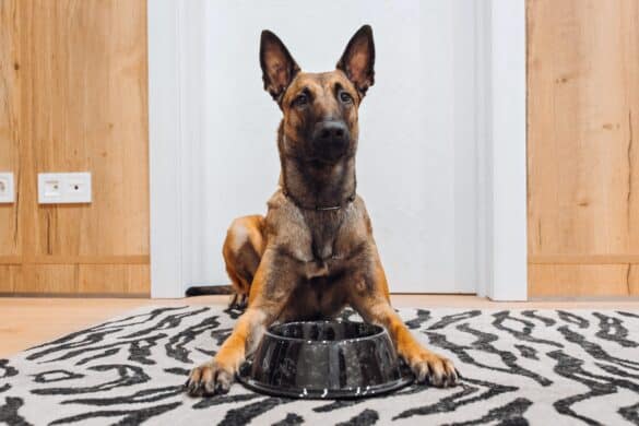 How Much to Feed a Pitbull (Feeding Chart & Guide)