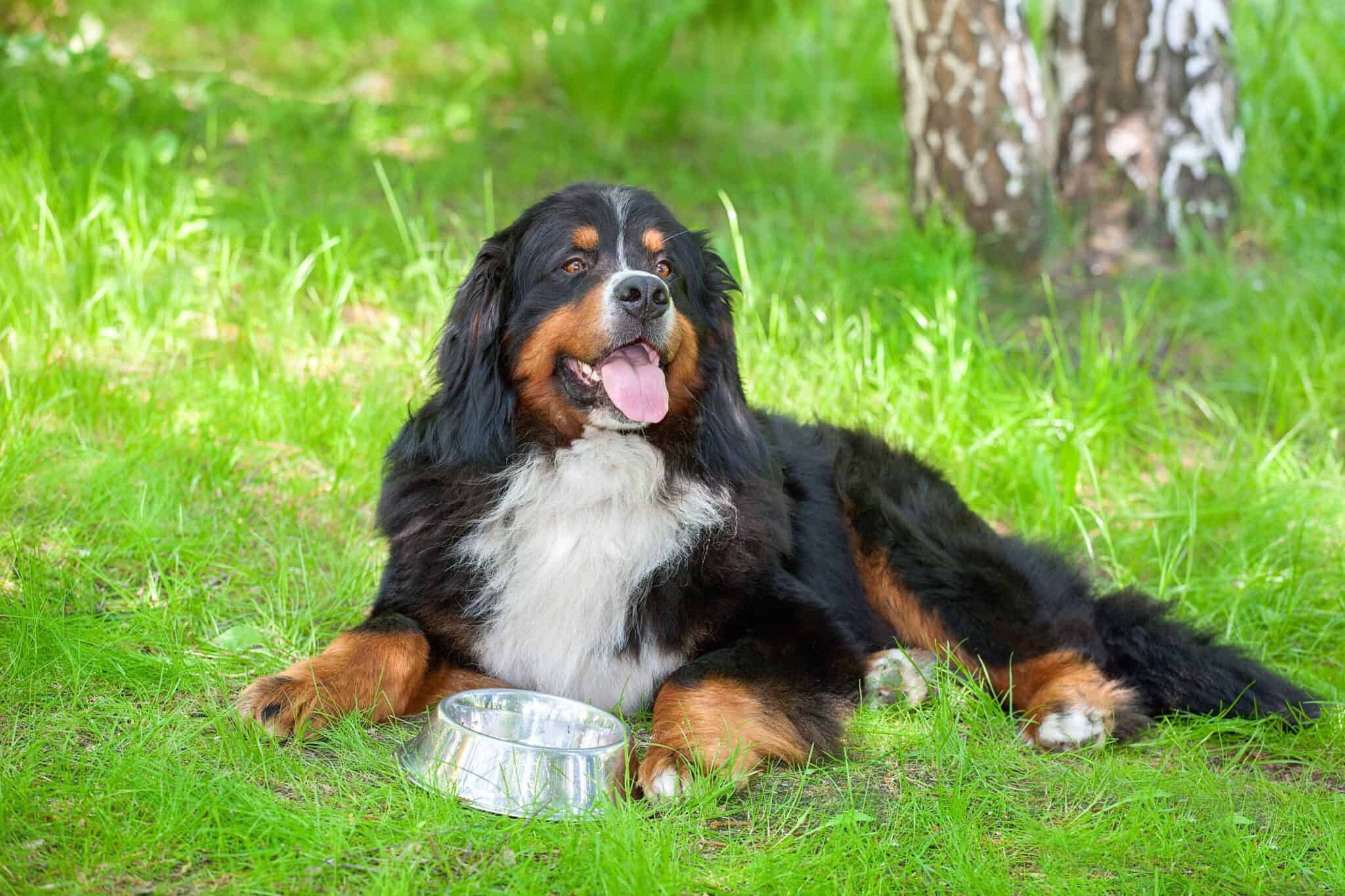 How Much to Feed a Bernese Mountain Dog (Feeding Chart)