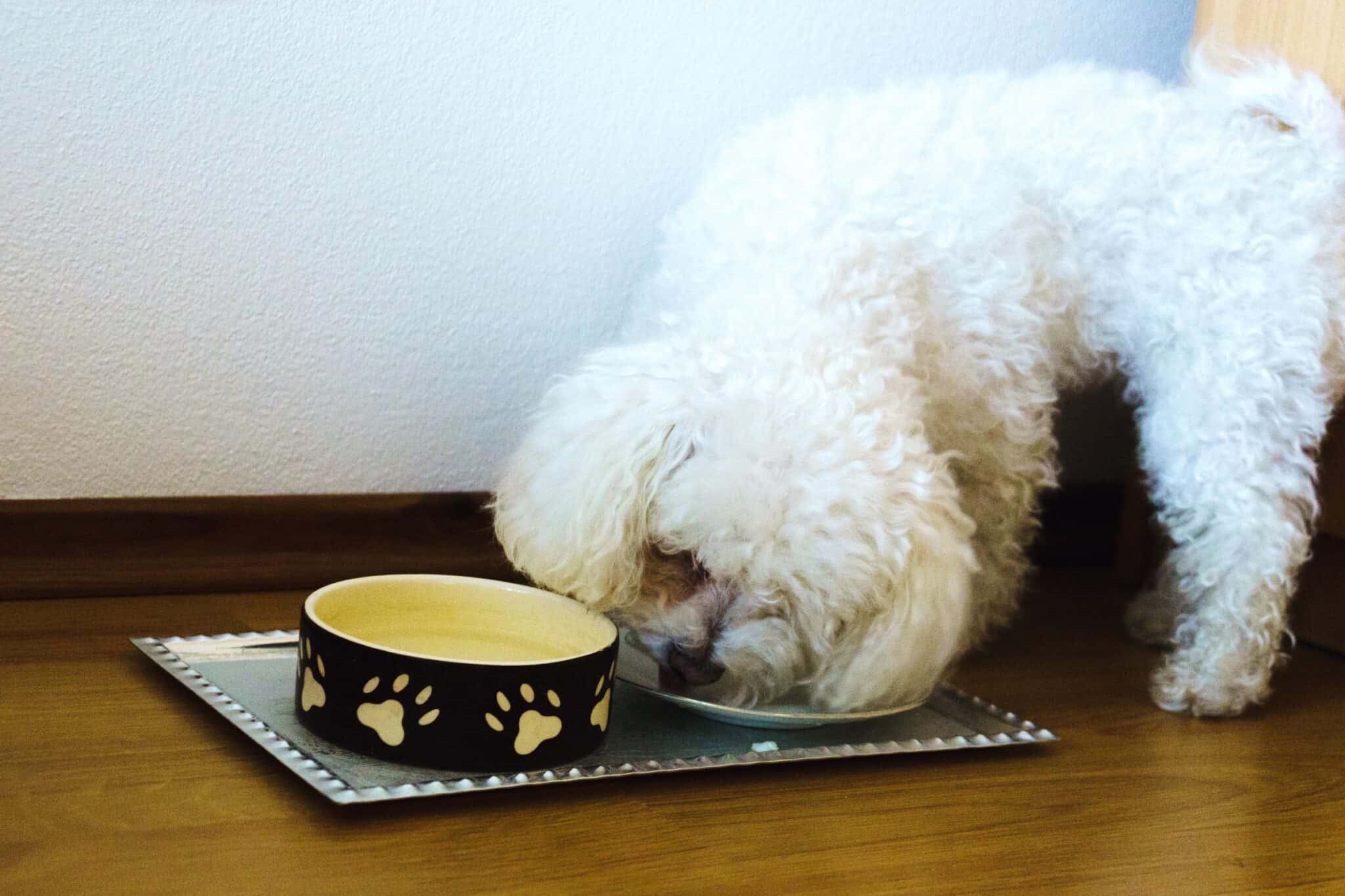 How Much to Feed a Bichon Frise (Feeding Chart & Guide)