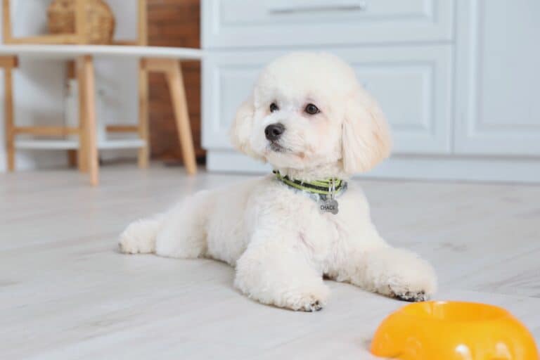 How Much to Feed a Bichon Frise (Feeding Chart & Guide)