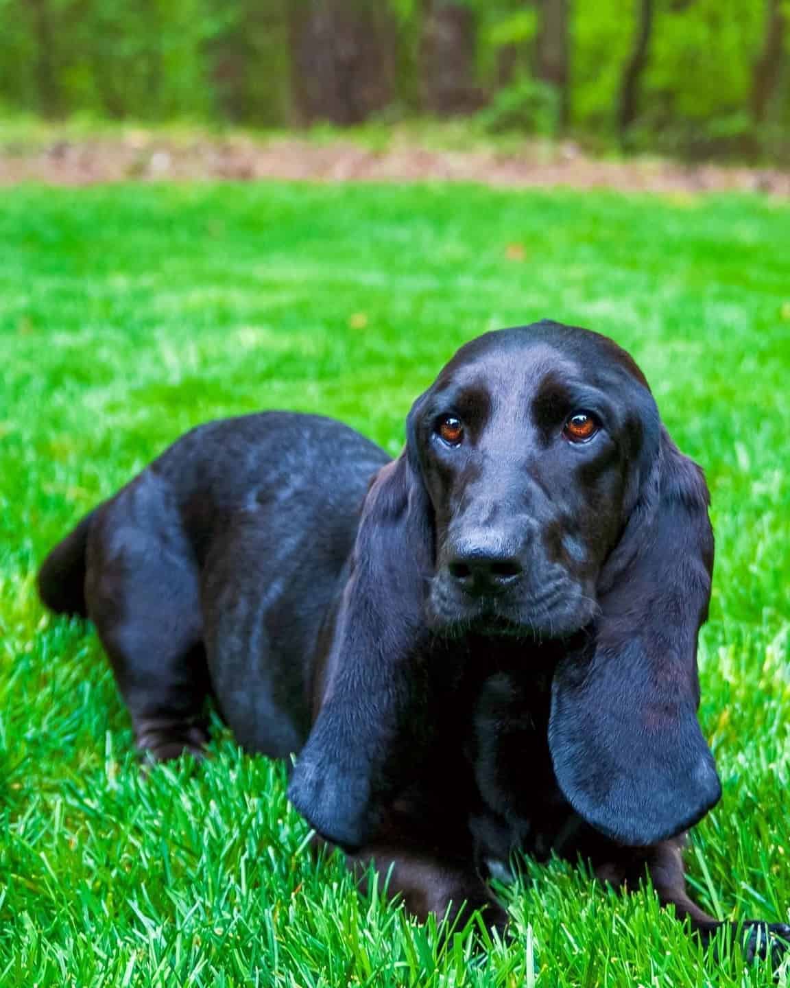 25 Basset Hound Colors & Markings (With Pictures)