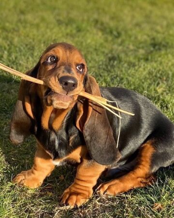 25 Basset Hound Colors & Markings (With Pictures)