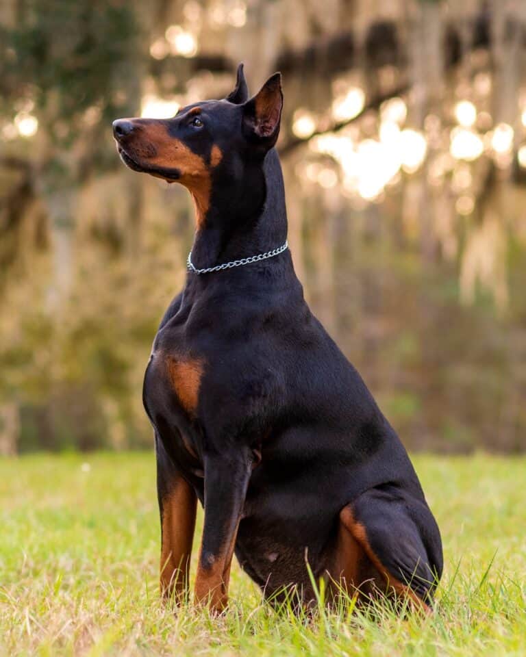 American vs. European Doberman: A Complete Guide