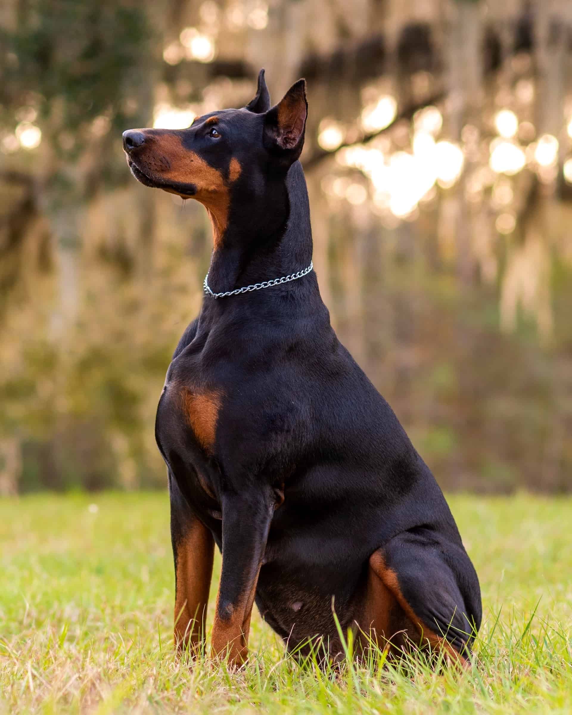 American vs. European Doberman: A Complete Guide
