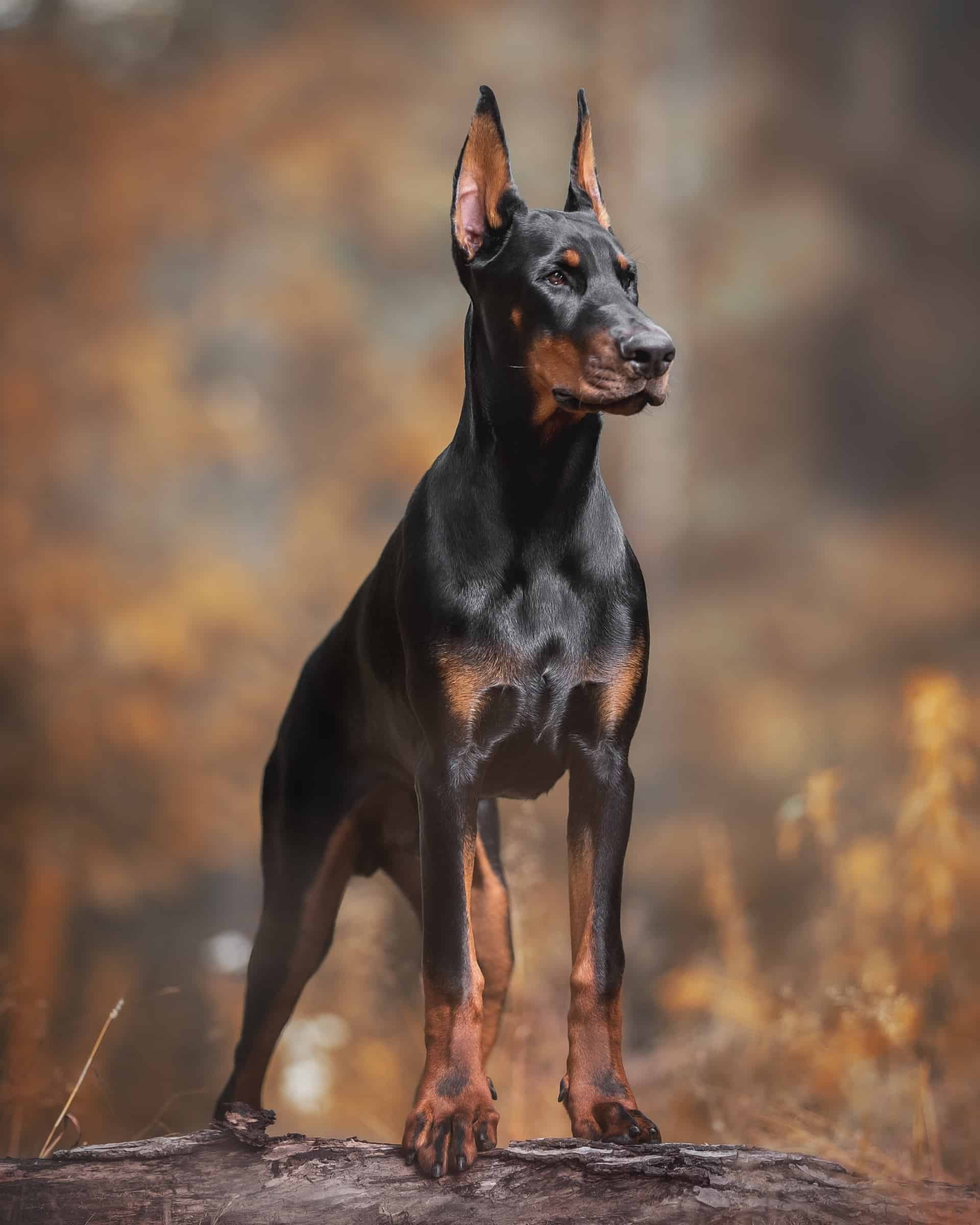 American vs. European Doberman: A Complete Guide
