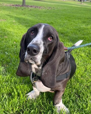 25 Basset Hound Colors & Markings (With Pictures)