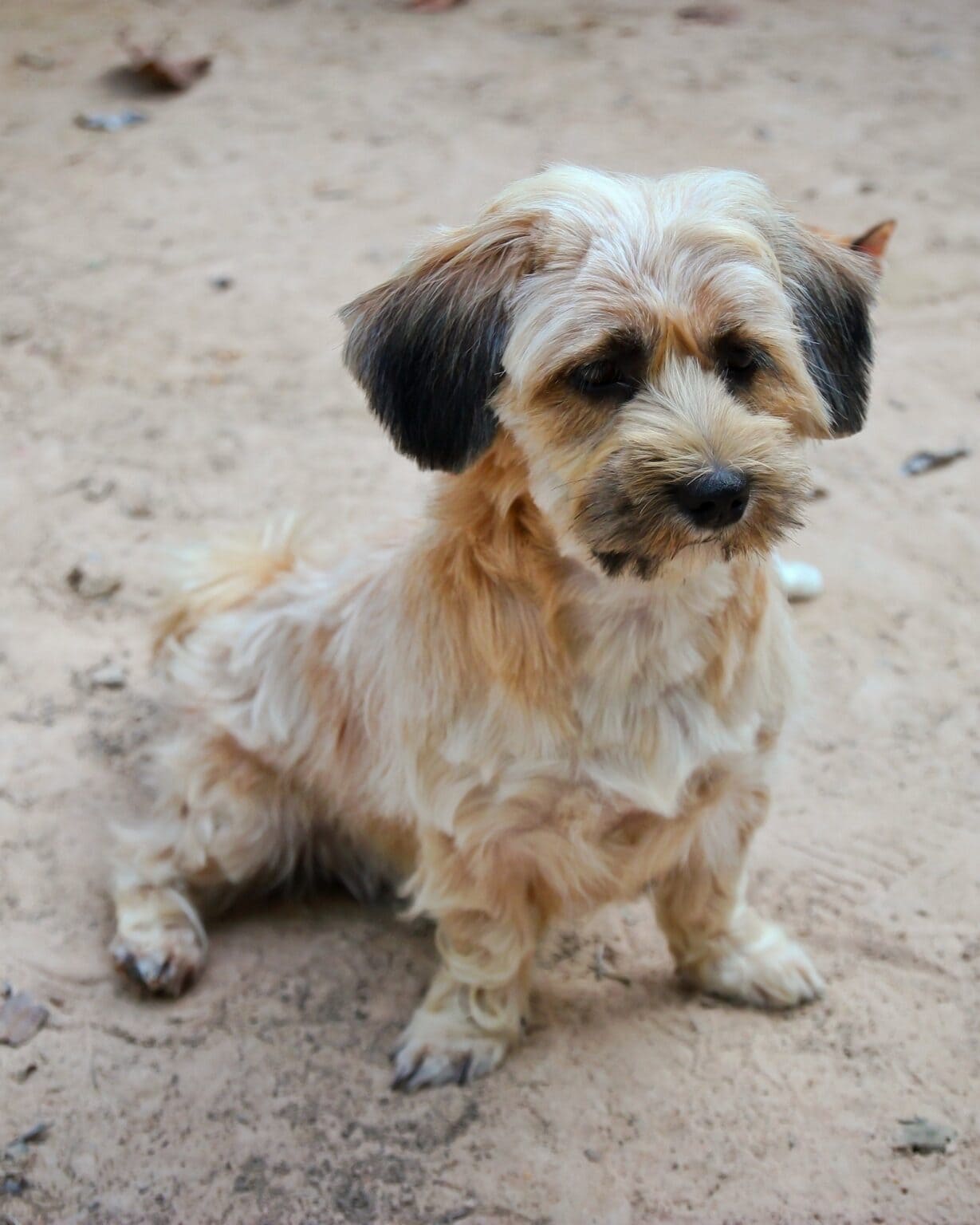 20 Shih Tzu Colors and Markings Explained