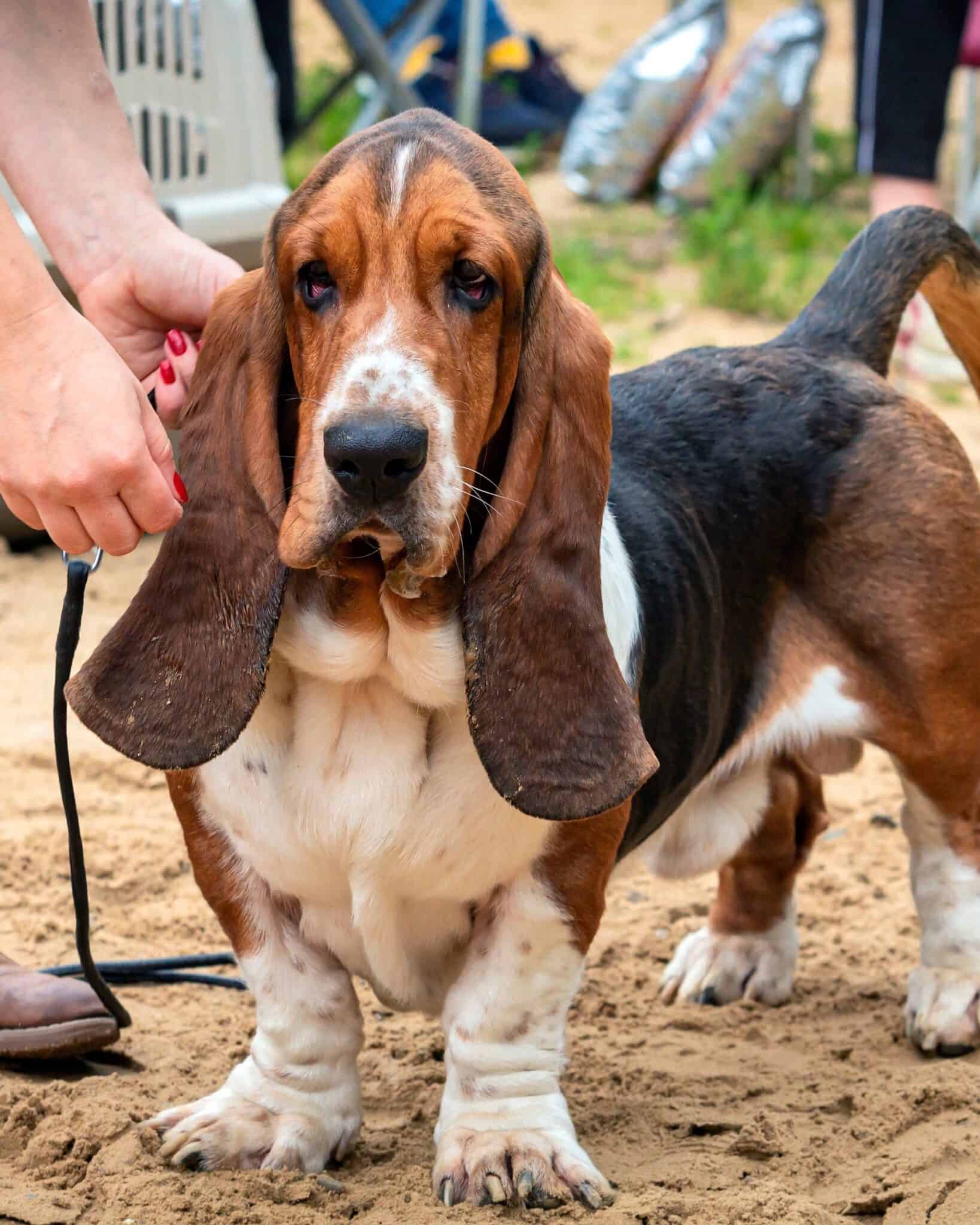 25 Basset Hound Colors & Markings (With Pictures)