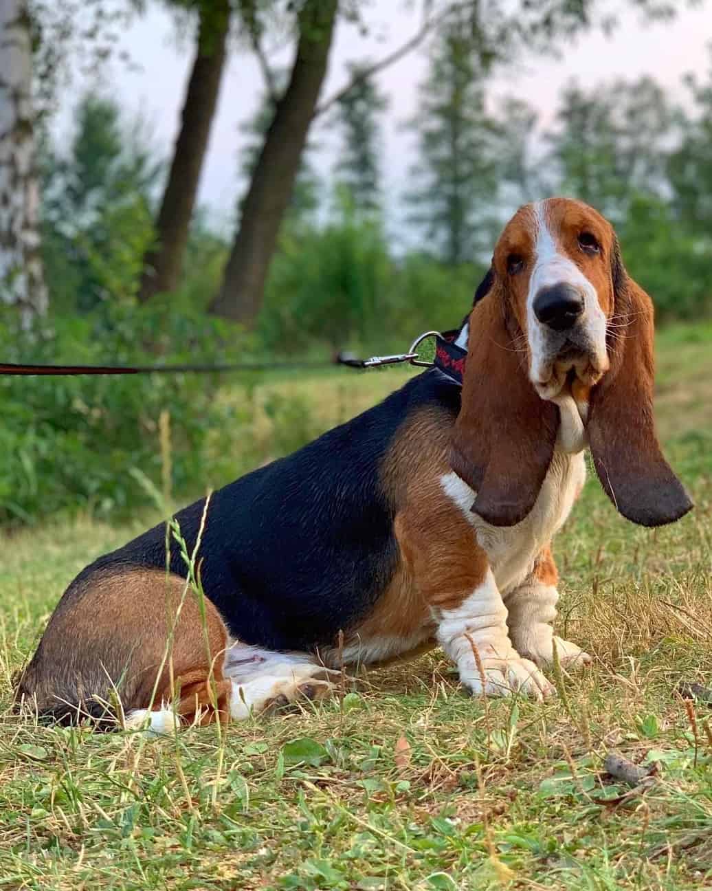 25 Basset Hound Colors & Markings (With Pictures)
