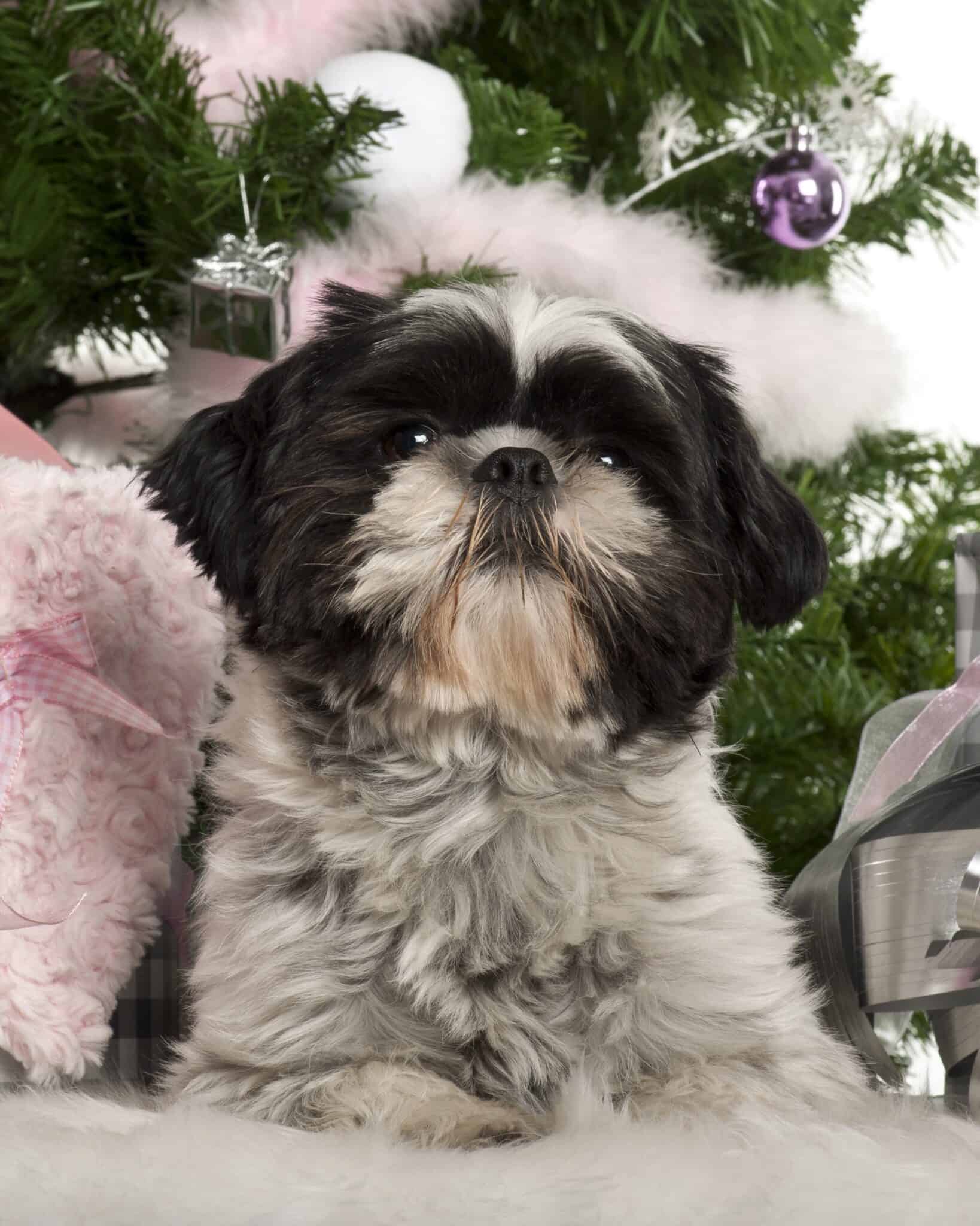 20 Shih Tzu Colors and Markings Explained