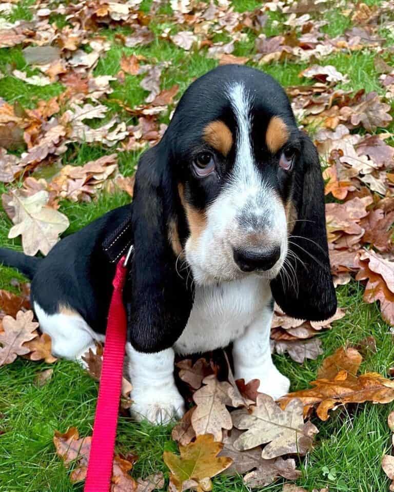 25 Basset Hound Colors & Markings (With Pictures)