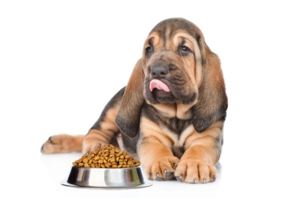 How Much to Feed a Cockapoo (Feeding Chart & Guide)