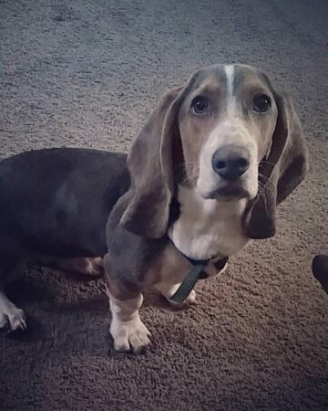 25 Basset Hound Colors & Markings (With Pictures)