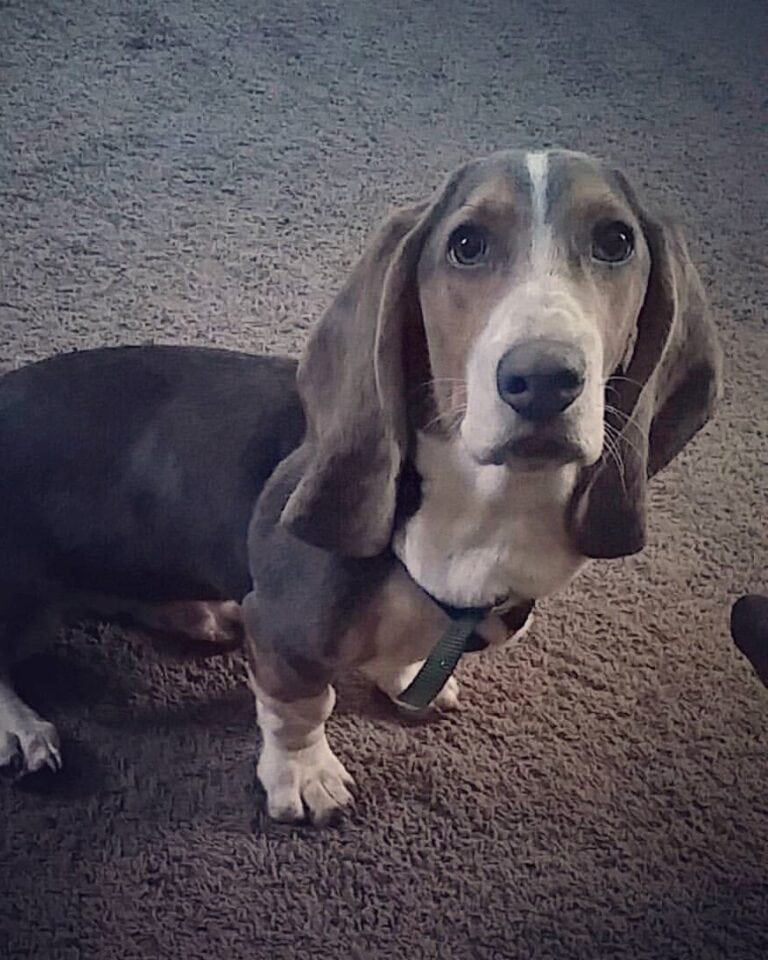 25 Basset Hound Colors & Markings (With Pictures)