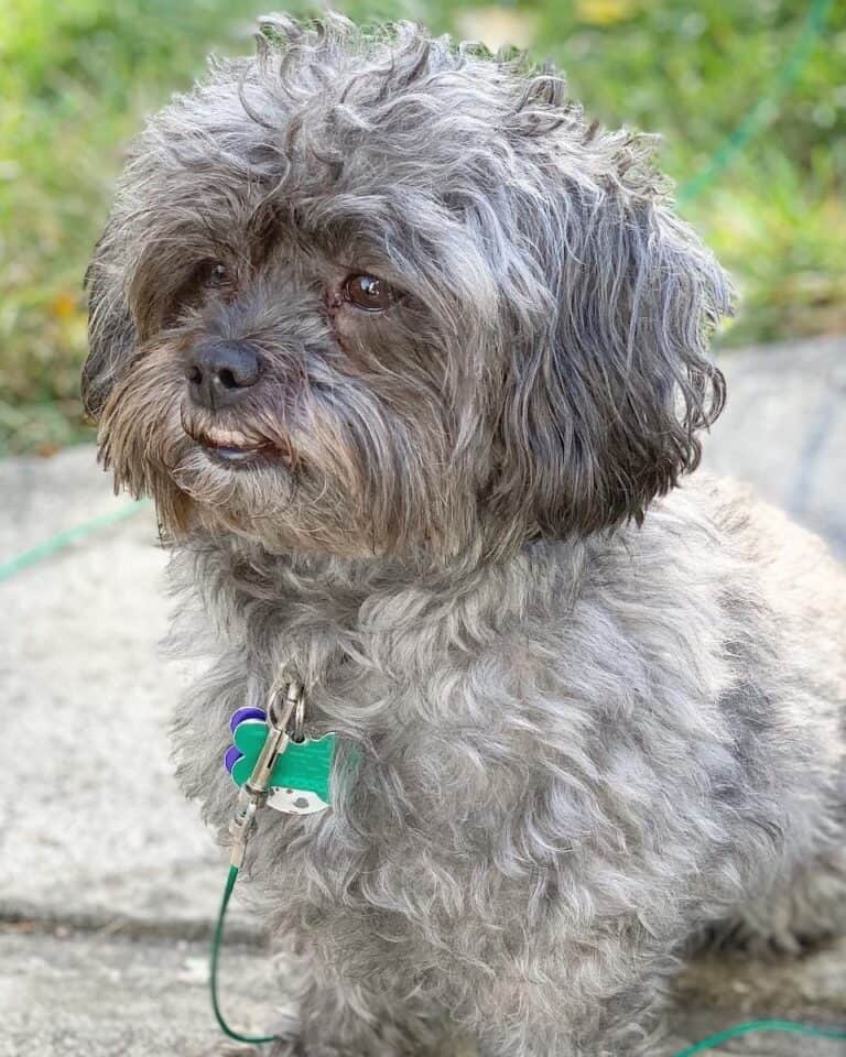 20 Shih Tzu Colors and Markings Explained